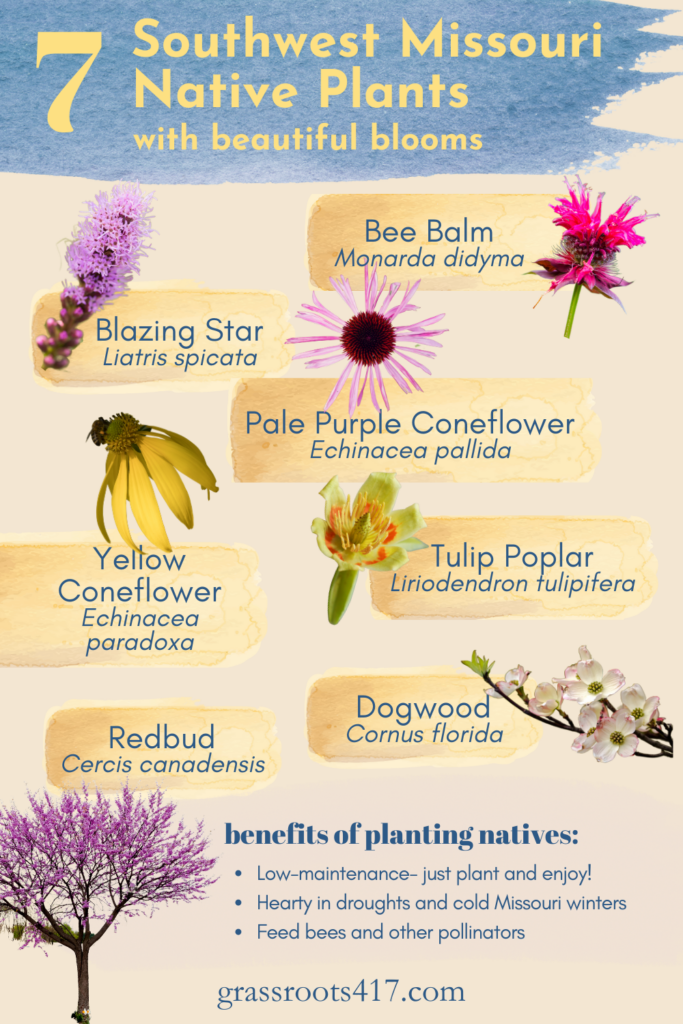 7 Native Southwest Missouri Plants with Beautiful Blooms - Grass Roots