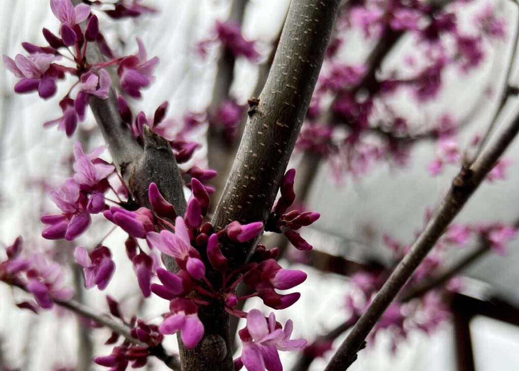 7 Native Southwest Missouri Plants with Beautiful Blooms - Grass Roots